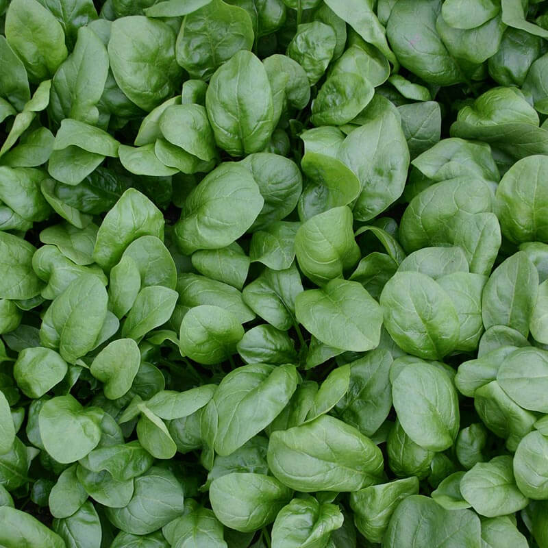 Magnesium in voeding: de complete lijst - WelkMagnesium.nl